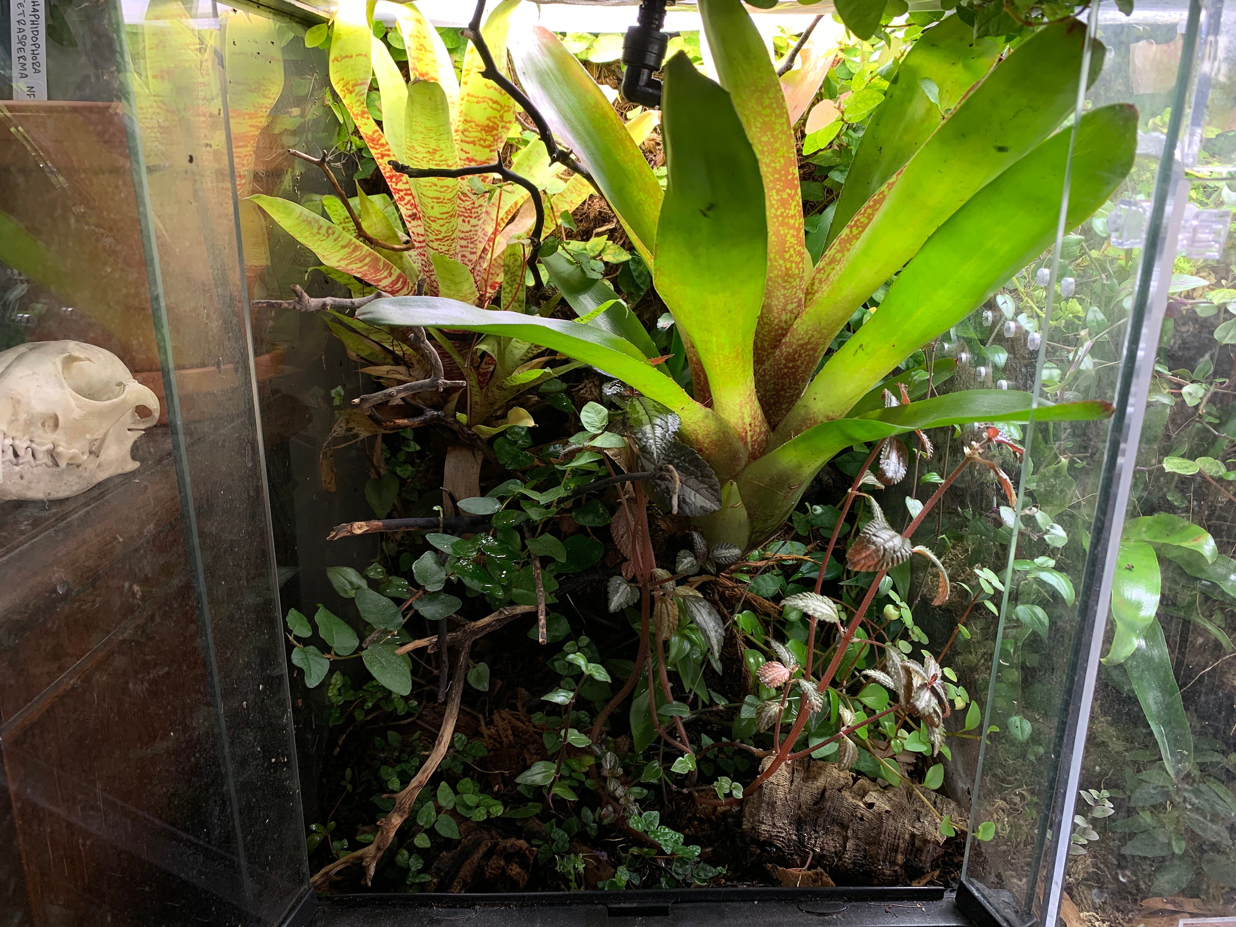 Terrariums for Sale – Hidden Path