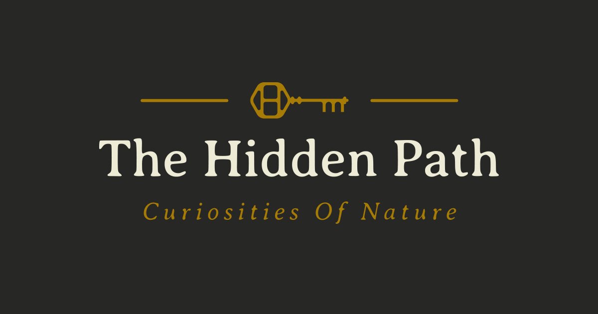 The Hidden Path - Toronto, Ontario